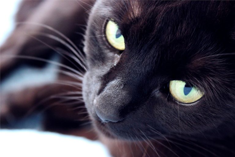 270 Female Black Cat Names - From Classic to Unique