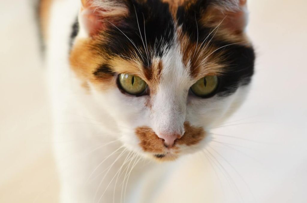 Tortoiseshell Cat Names - Inspiring Ideas for Your Colorful Kitty