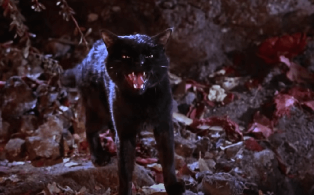 385 Black Cat Names - Full Guide to Black Cat Names