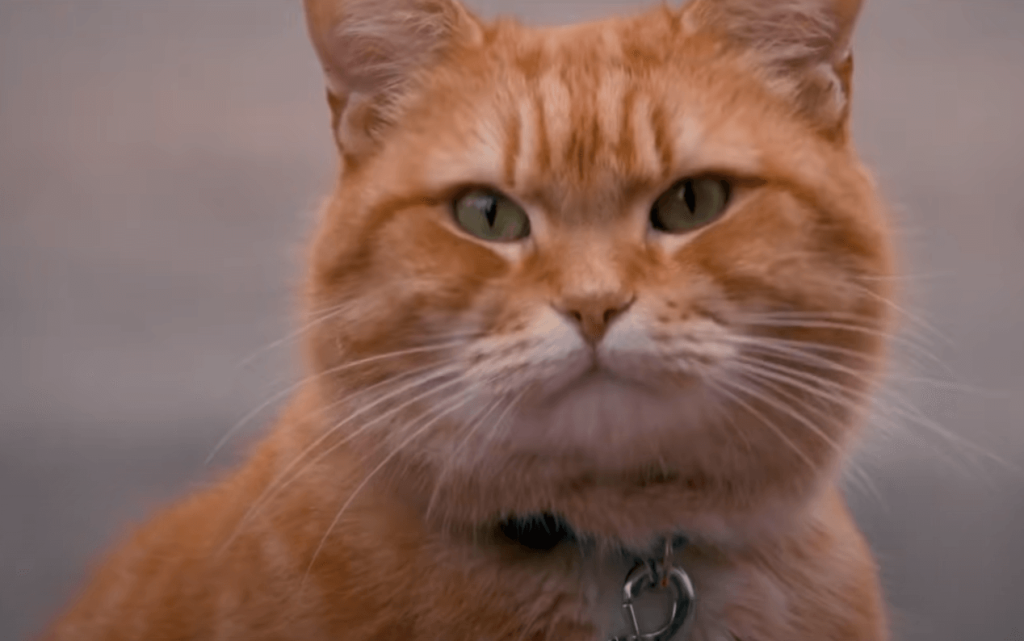 390 Tabby Cat Names - Name Ideas for All Tabby Types