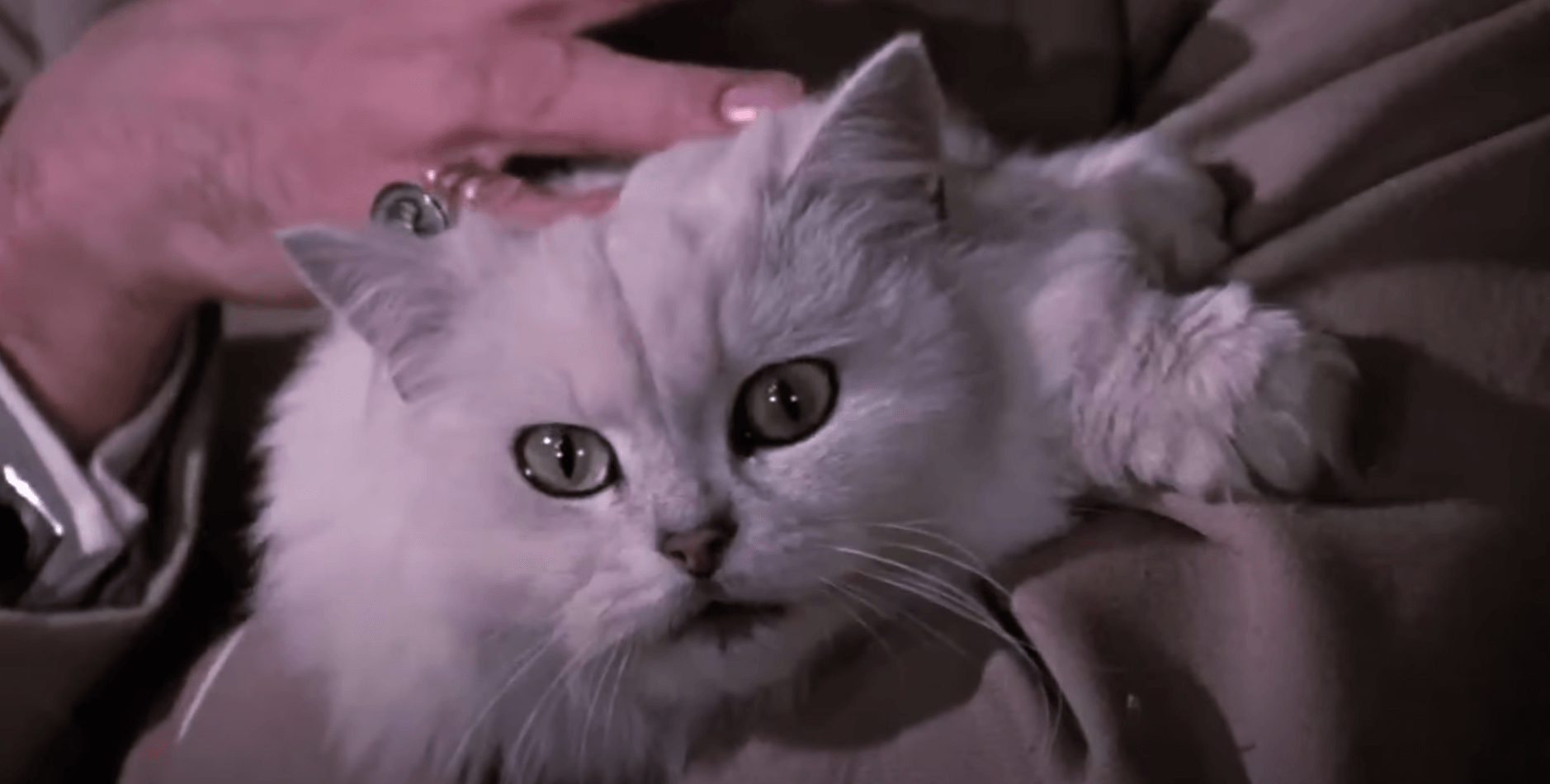 Famous White Cats - Icons from Movies, TV, and Literature