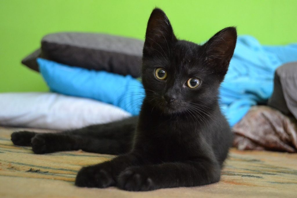 385 Black Cat Names - Perfect Names for Black Beauties