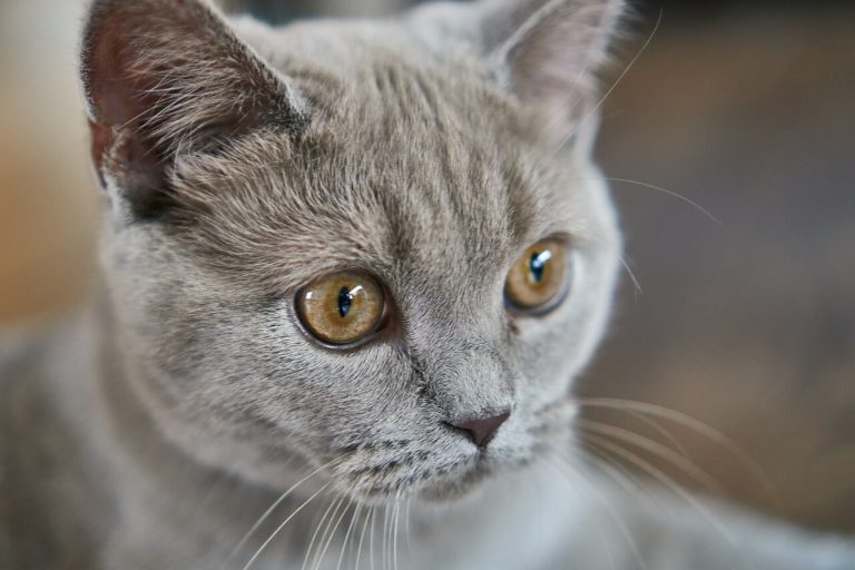 390 Tabby Cat Names - Name Ideas for All Tabby Types