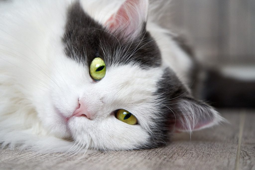 Famous White Cats - Icons from Movies, TV, and Literature