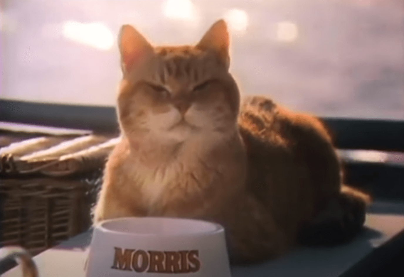 Famous Orange Cats - Pop Culture's Iconic Ginger Felines