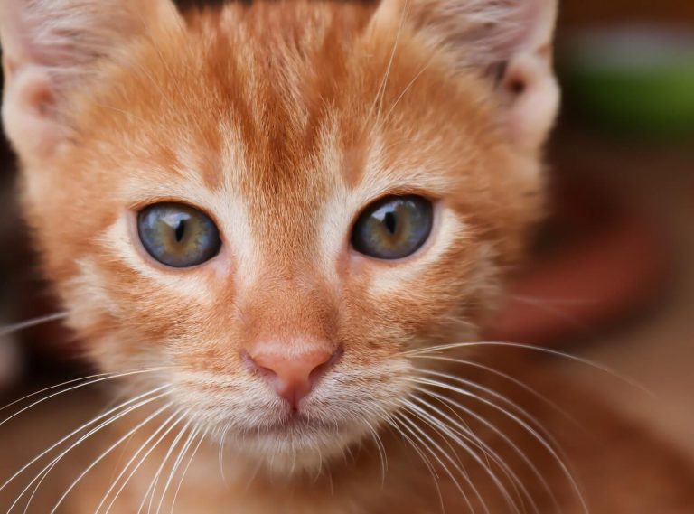 390 Tabby Cat Names - Name Ideas for All Tabby Types