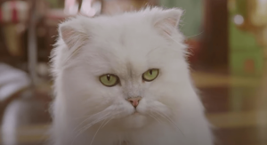 Famous White Cats - Icons from Movies, TV, and Literature
