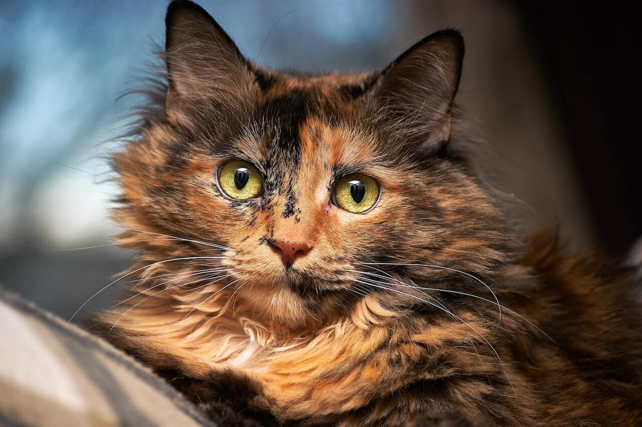 Tortoiseshell Cat Names - Inspiring Ideas for Your Colorful Kitty