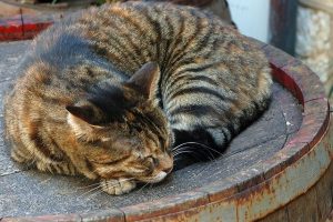 390 Tabby Cat Names - Name Ideas for All Tabby Types