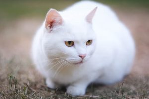 220 White Cat Names - Full List of Names for White Felines