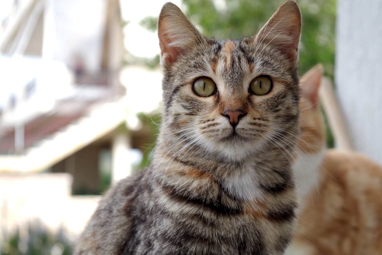 Female Cat Names - Trending & Timeless Picks (2024)