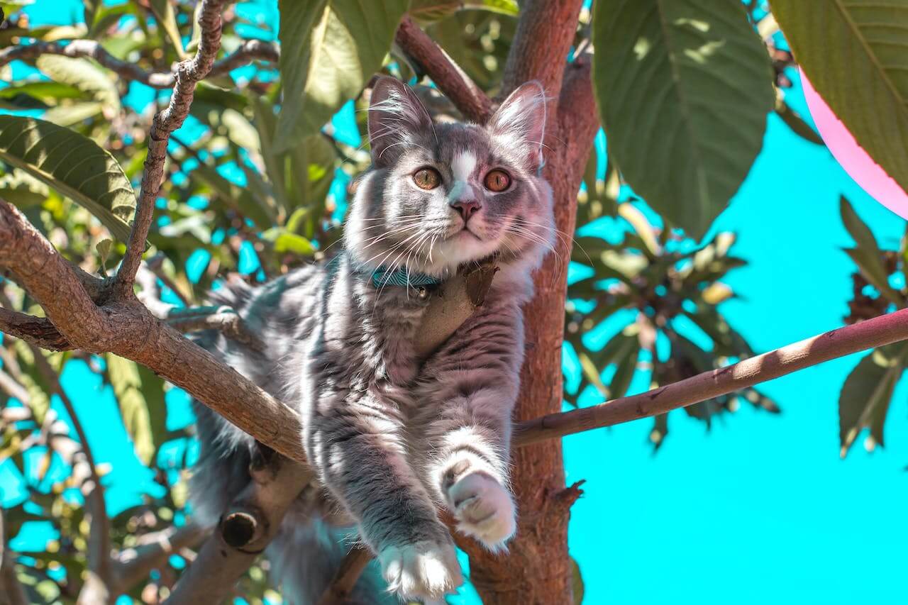 150+ Hawaiian Cat Names: Charming, Cool & Laidback Monikers