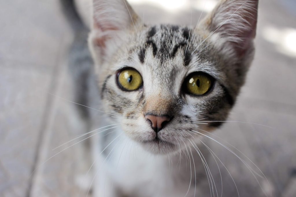 Female Cat Names - Trending & Timeless Picks (2024)