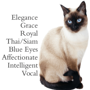 285 Siamese Cat Names - Best Monikers for Siamese Cats