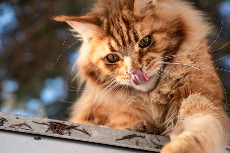 Cat Names: Unique, Cute & Popular Choices | Cat Name Finder