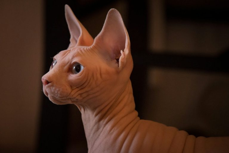 400 Twin Cat Names (Male, Female & Mixed Cat Duos)