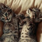 400 Twin Cat Names (Male, Female & Mixed Cat Duos)