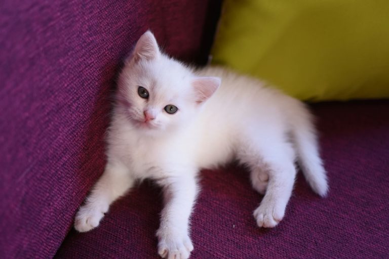 220 White Cat Names - Full List of Names for White Felines