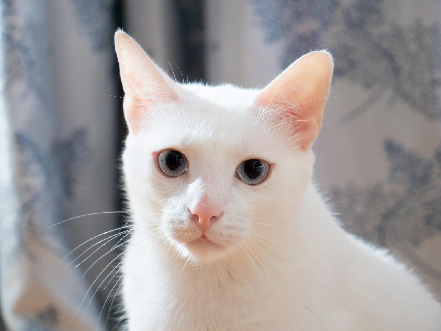 220 White Cat Names - Full List of Names for White Felines